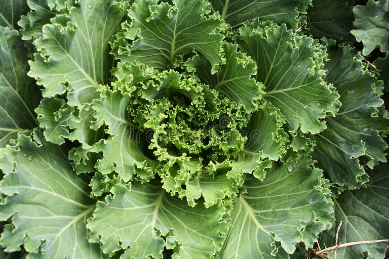 Cabbage stock image. Image of blooming, cabbage, circle - 46745217