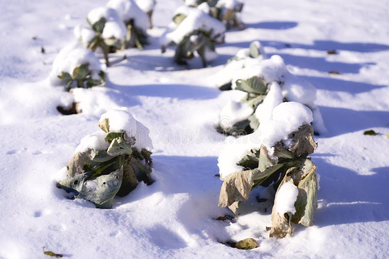 Cabbage in the Vegetable Garden is Covered with a Layer of Snow Stock ...