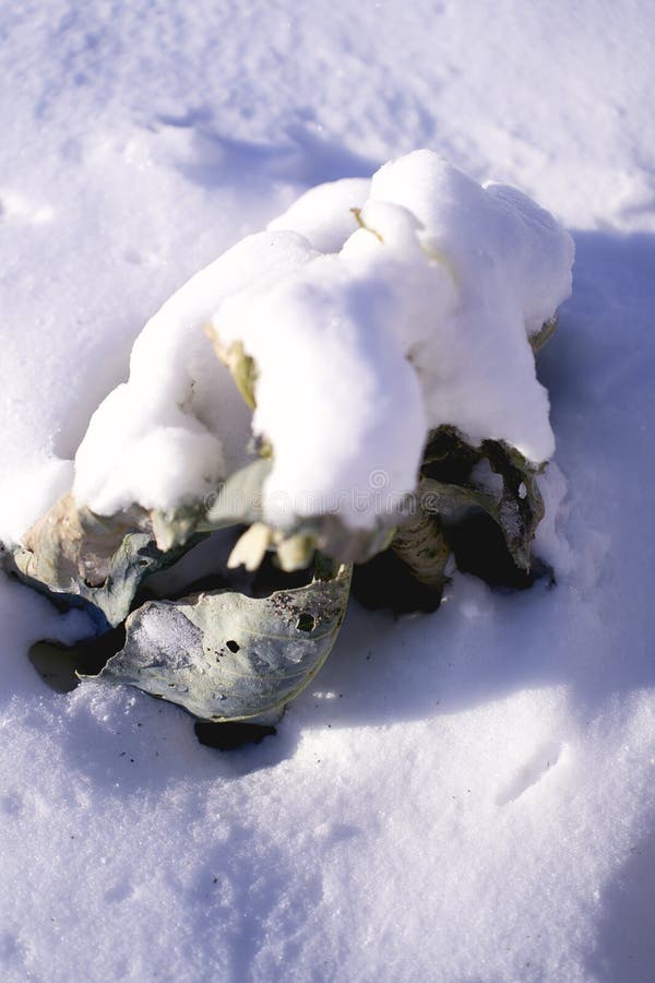 Cabbage in the Vegetable Garden is Covered with a Layer of Snow Stock ...