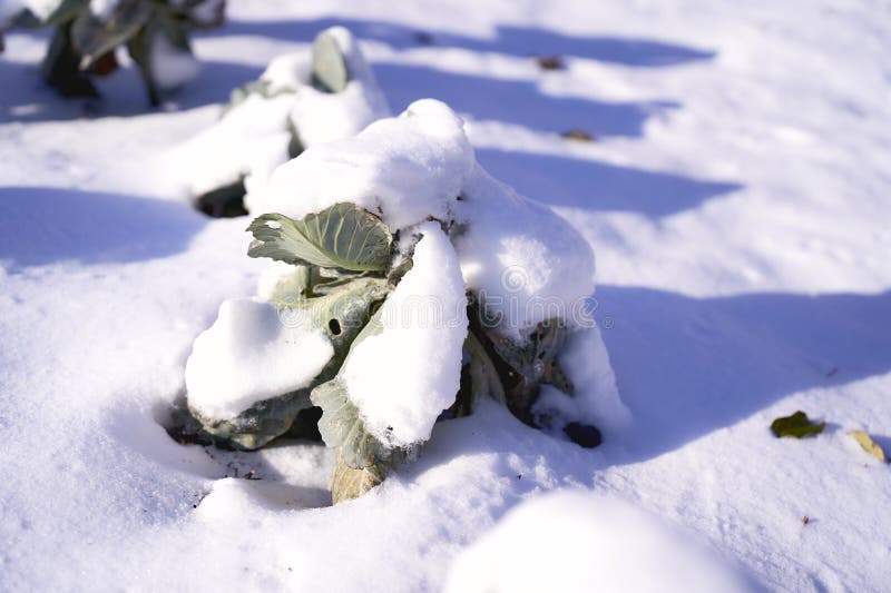 Cabbage in the Vegetable Garden is Covered with a Layer of Snow Stock ...