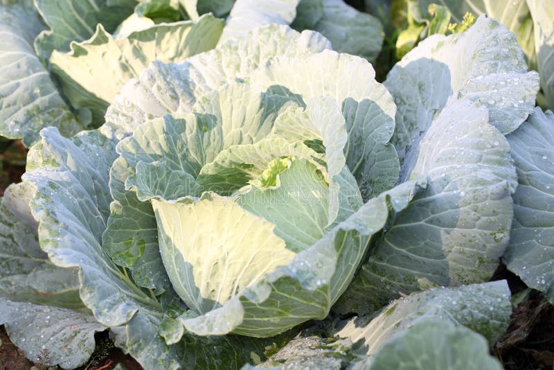 Cabbage in the Vegetable Garden. Stock Photo - Image of ground, herbal ...