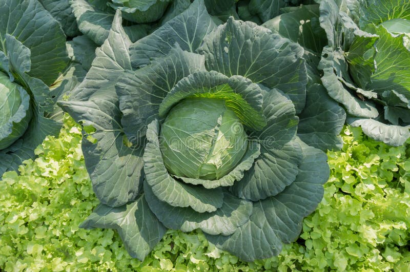 Cabbage in the Vegetable Garden. Top View Stock Photo - Image of garden ...