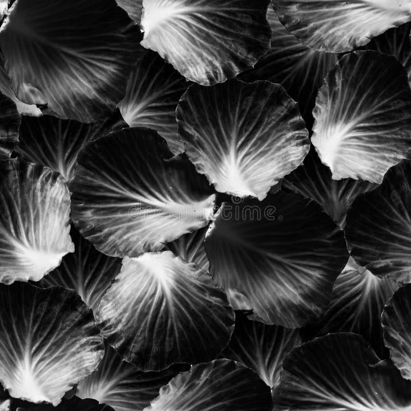 Cabbage Vegetable Leaves Seamless Pattern Stock Illustration ...