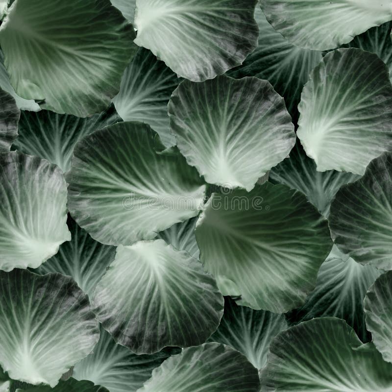 Cabbage Vegetable Leaves Seamless Pattern Stock Image - Image of nature ...