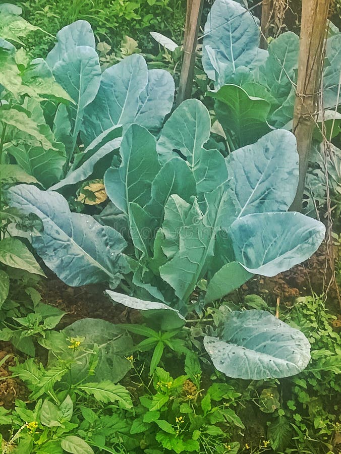 Cabbage vegetable plants stock photo. Image of commonly - 329076412