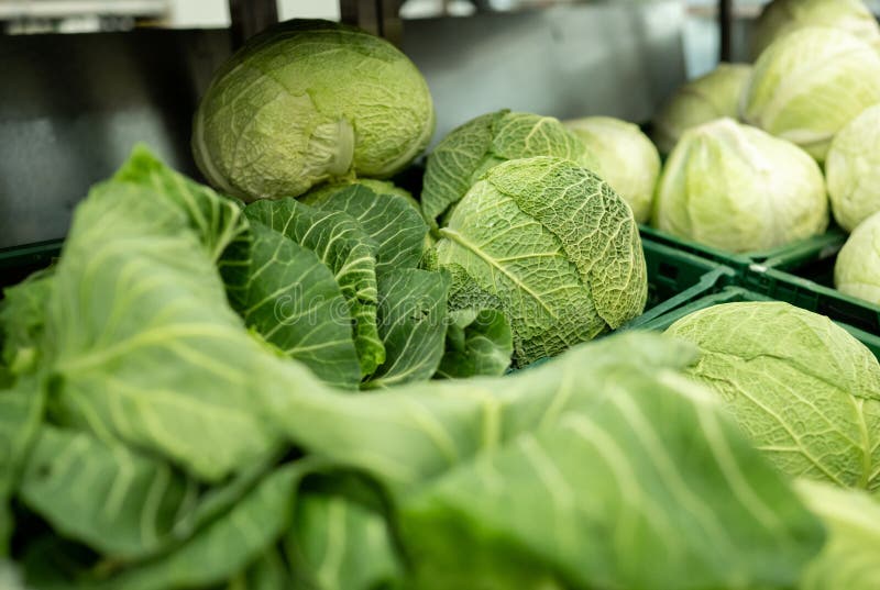 Cabbage in the Vegetable Section Stock Photo - Image of fresh ...