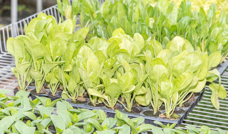 Cabbage vegetable shoots stock photo. Image of object - 71716570