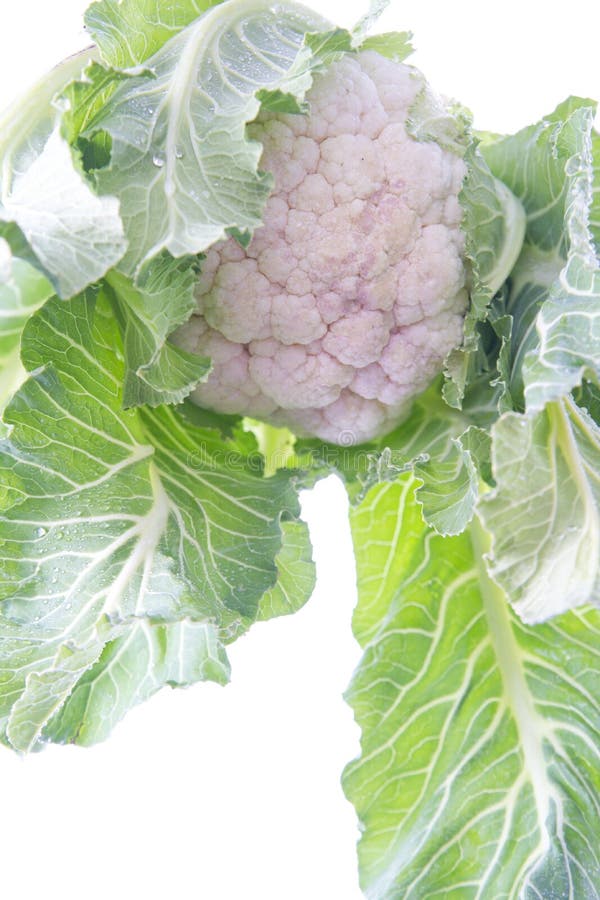 Cabbage vegetables stock photo. Image of antioxidant - 21510546
