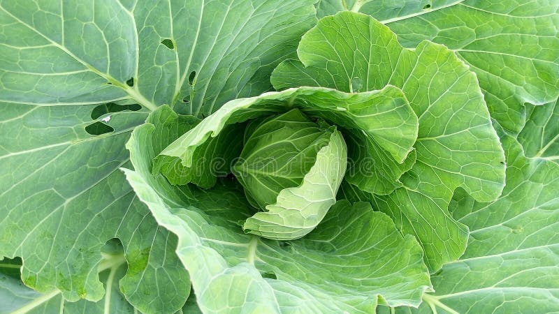 Cabbage or Cabbage Vegetables in Farmer& X27;s Fields that Have Not yet ...