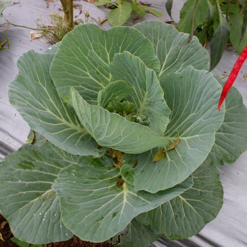 A Cabbage Vegetables in Field Stock Image - Image of lifestyle, lettuce ...