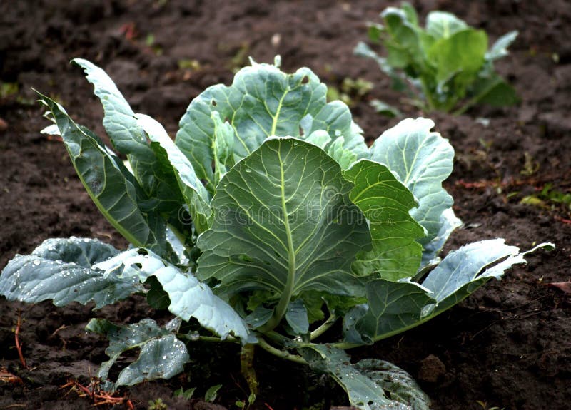 Cabbage stock photo. Image of vegetables, natural, cabbage - 164464342