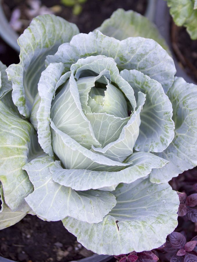 Cabbage stock image. Image of garden, freshness, organic - 48376191
