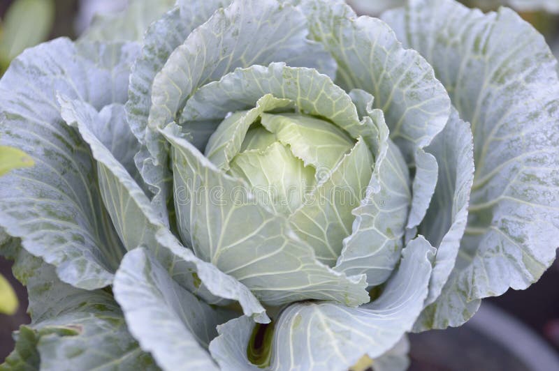 Cabbage stock photo. Image of fancy, purple, circle, greens - 48376848
