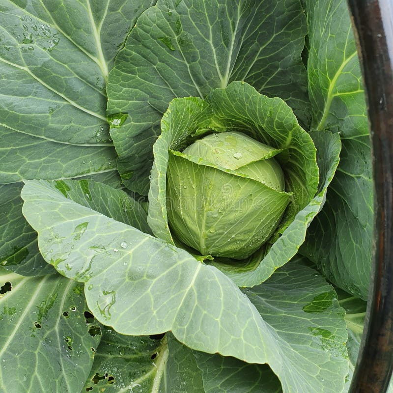 Cabbage Vegetables Gardening Stock Image - Image of growing, cabbage ...