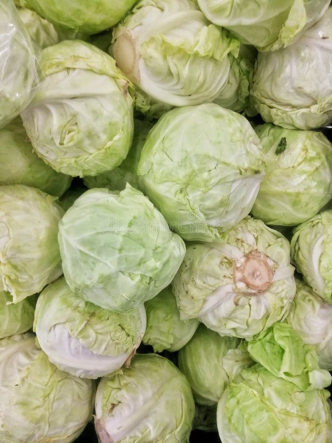 The Cabbage Wallpaper. the Cabbage Background Stock Image - Image of ...