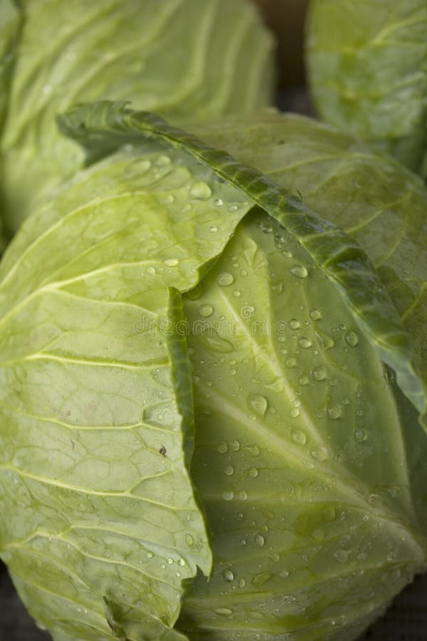 Cabbage stock image. Image of salad, closeup, round, green - 44496571