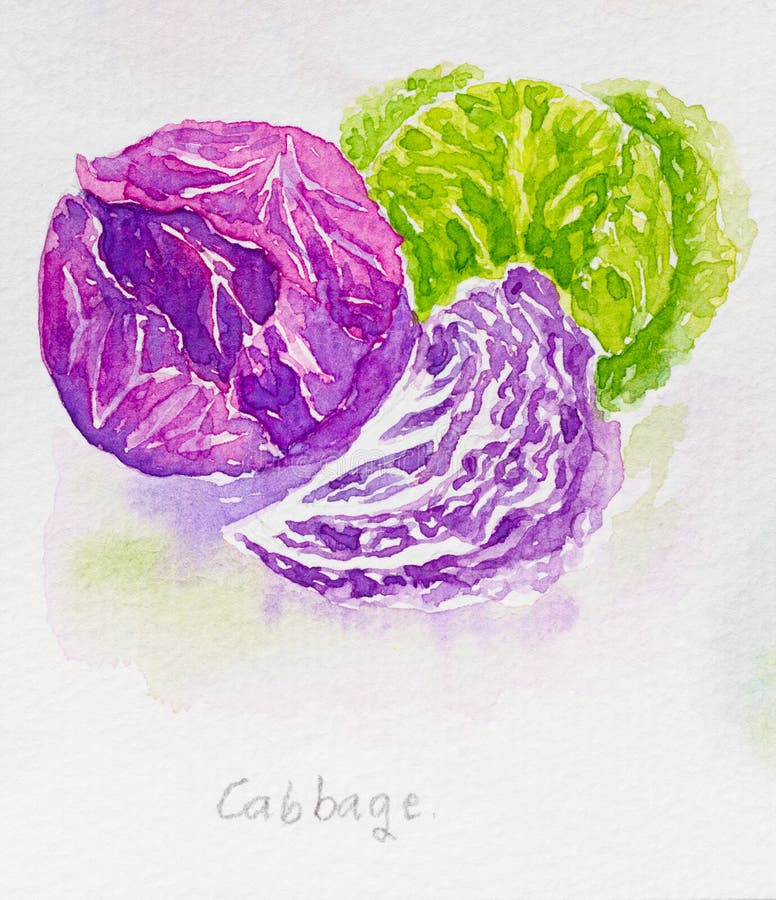 Cabbage watercolor painted stock illustration. Illustration of organic ...