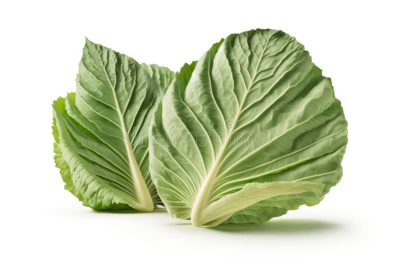 Cabbage on a White Background. Cabbage Leaves on White Background Stock ...