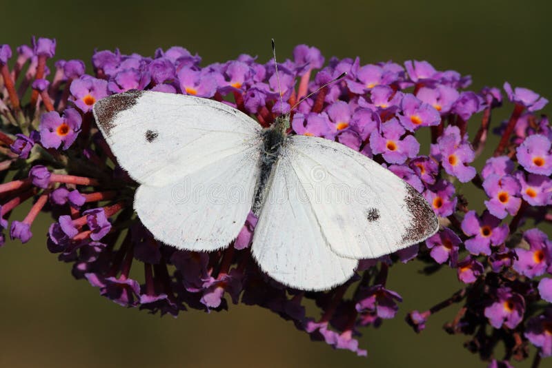 Cabbage White Butterfly stock image. Image of nature - 15040257