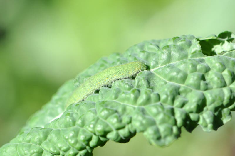 Cabbage White Butterfly and Cabbage Moth Larvae Caterpillar Closeup in ...