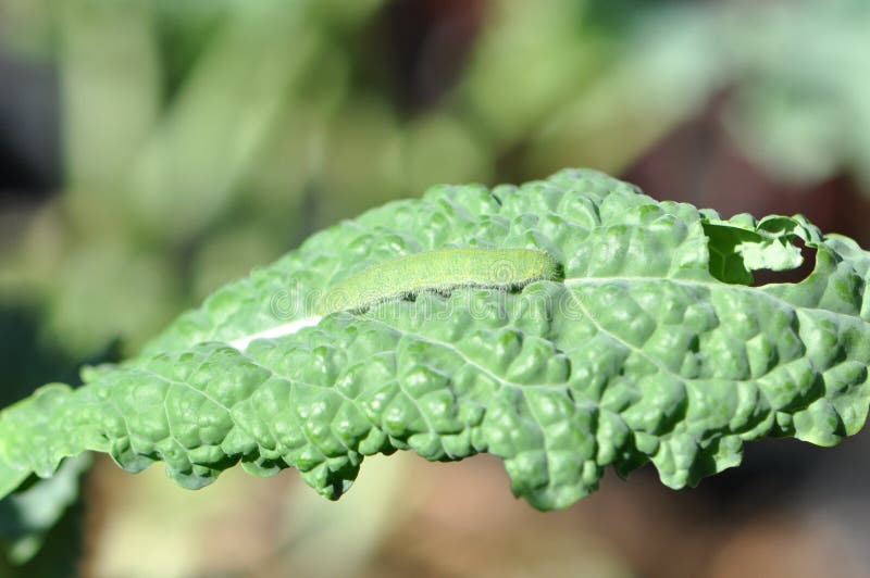 Cabbage White Butterfly and Cabbage Moth Larvae Caterpillar in Full Sun ...