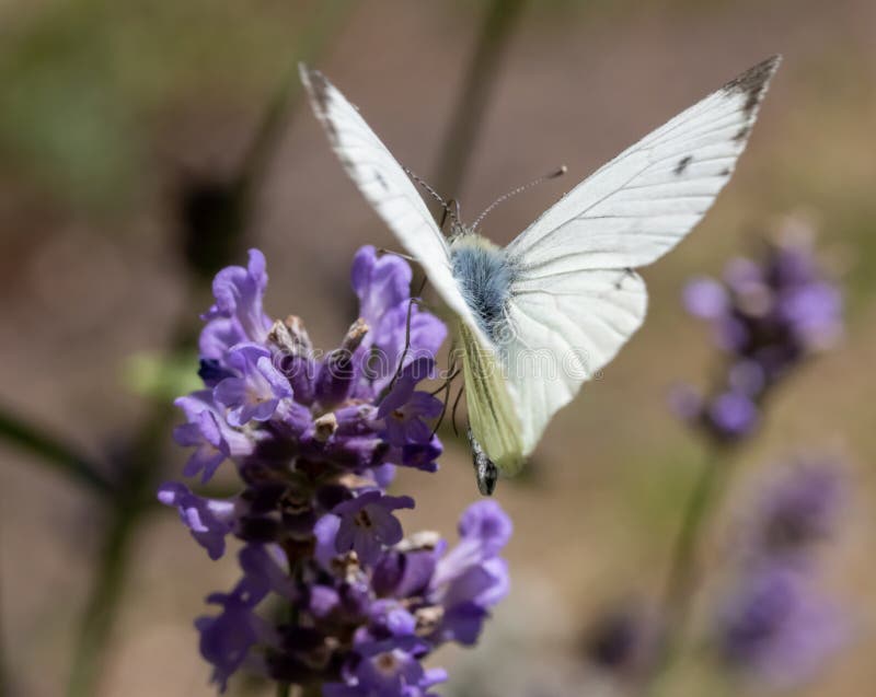 A Cabbage White Butterfly with Waving Wings is Feeding on a Lavender ...