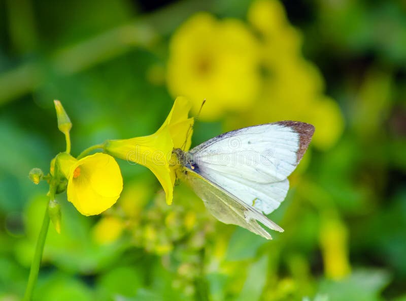 Cabbage White: Exploring the World of Butterflies Stock Image - Image of anatomy, enthusiasts ...