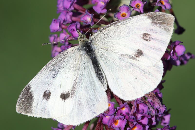 Cabbage White Pieris Brassicae Butterfly Stock Image - Image of insects ...