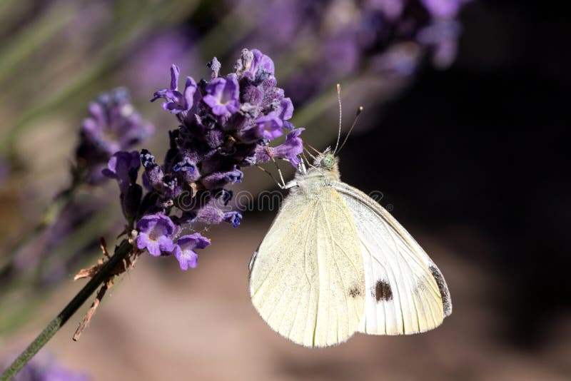 Cabbage white stock photo. Image of violet, rapae, angustifolia - 122639348