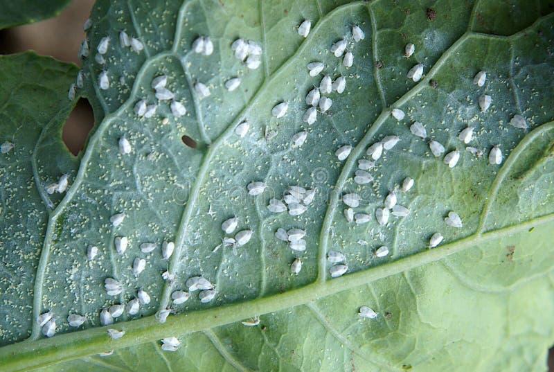 Cabbage Whitefly Aleyrodes Proletella Stock Image - Image of wildlife ...