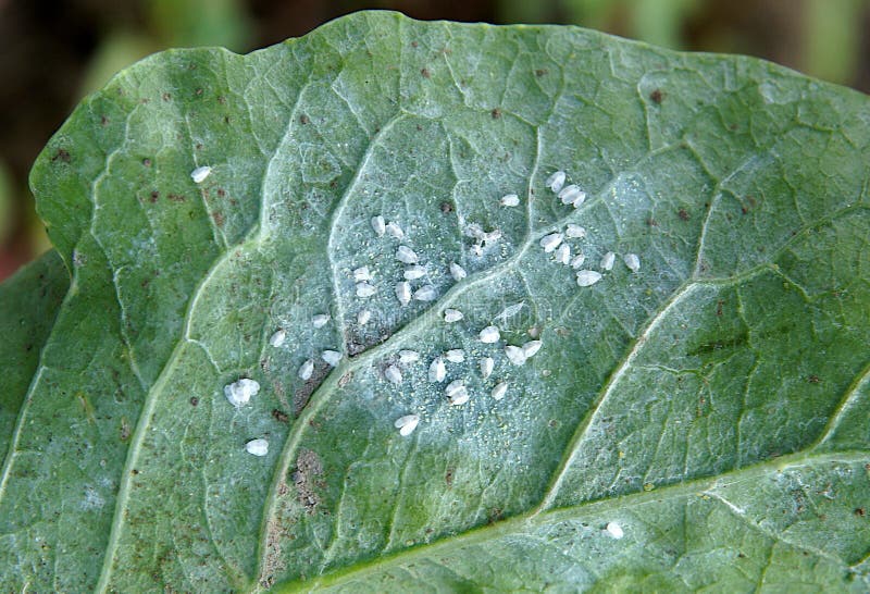Cabbage Whitefly Aleyrodes Proletella Stock Image - Image of closeup ...