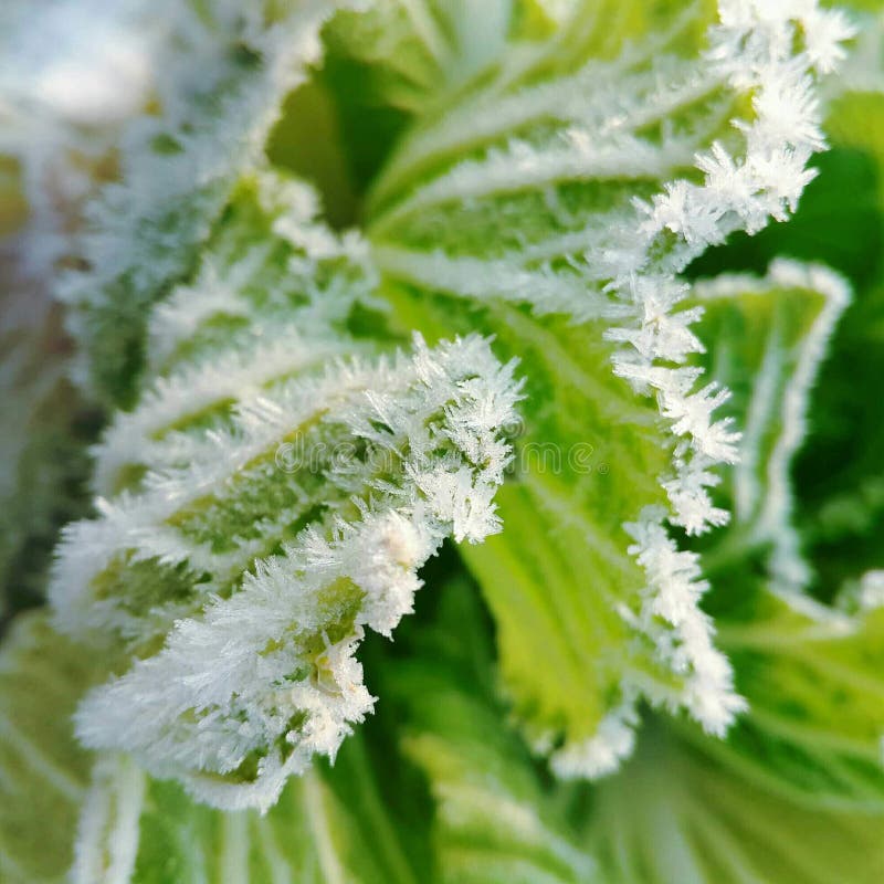 Snow-covered cabbage stock photo. Image of agriculture - 17924326