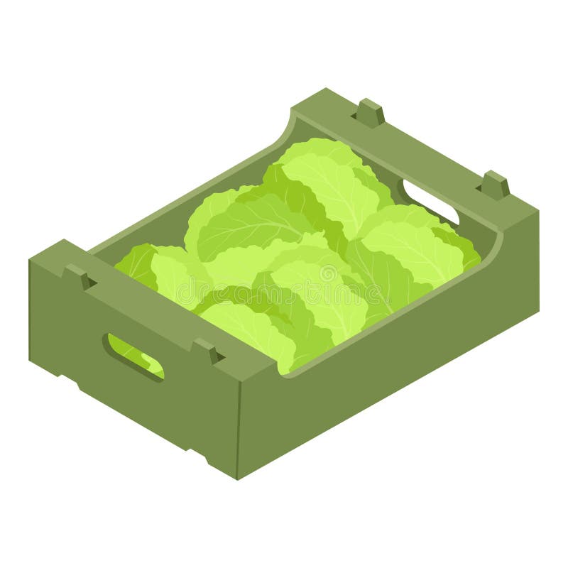 Cabbage in Wooden Market Box Isolated on White Background, Isometric ...