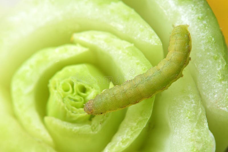 Cabbage Worm or Caterpillar on Vegetable Plants. Stock Image - Image of ...