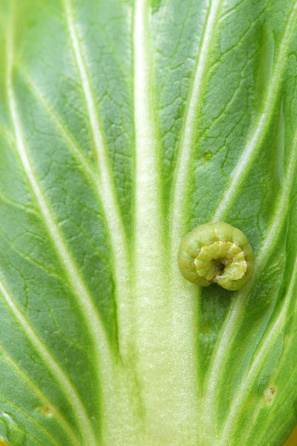Cabbage Worm or Caterpillar on Vegetable Plants. Stock Image - Image of ...
