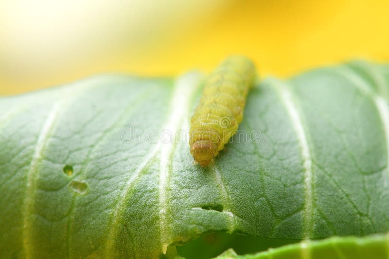 Cabbage Worm or Caterpillar on Vegetable Plants. Stock Image - Image of ...