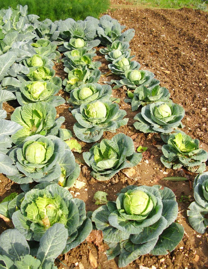 Cabbages stock image. Image of cabbage, healthy, garden - 11520095