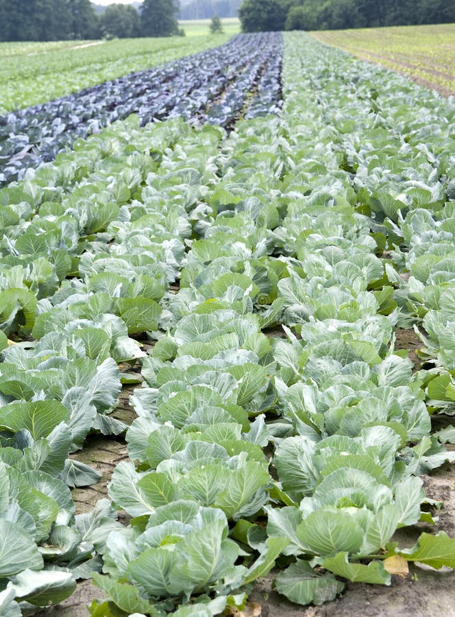 Cabbages stock image. Image of vegetable, cabbage, natural - 16866575