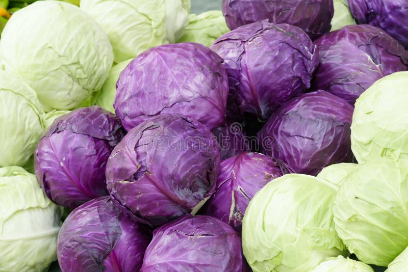 Cabbages stock photo. Image of roundish, market, round - 20960838