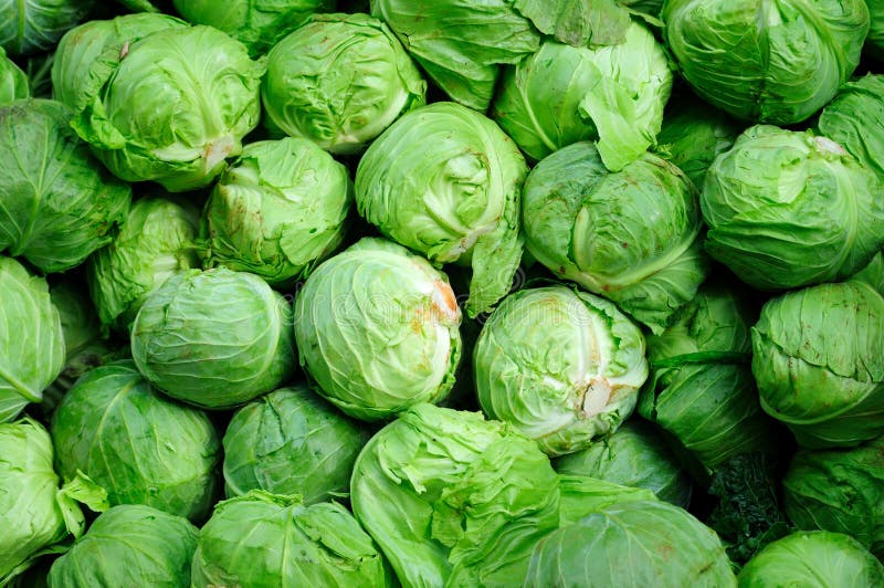 Cabbage stock image. Image of nutrition, fresh, nutritious - 15277175