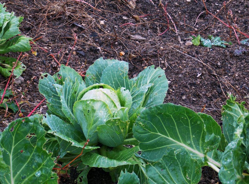 Cabbages growing in Autumn stock photo. Image of brassica - 200566494