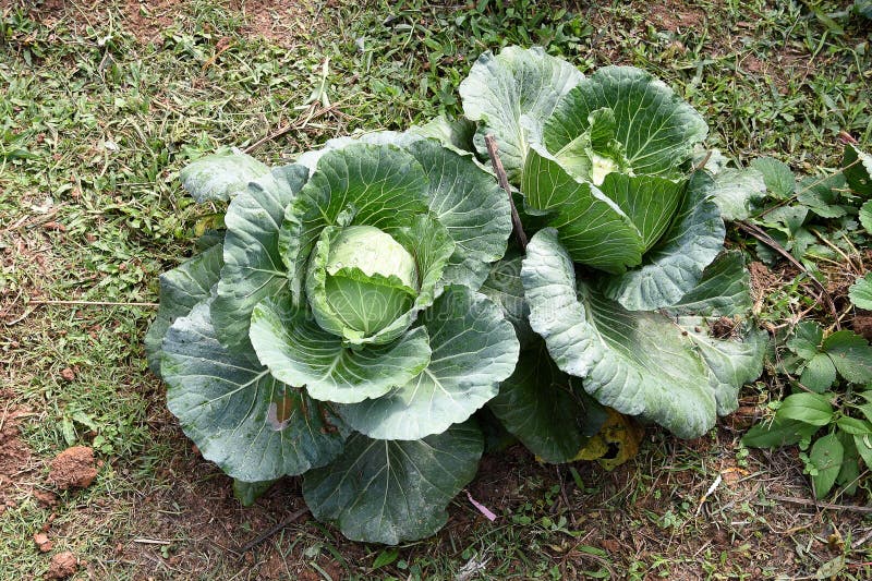 Cabbages stock image. Image of plant, vegetable, green - 74457585