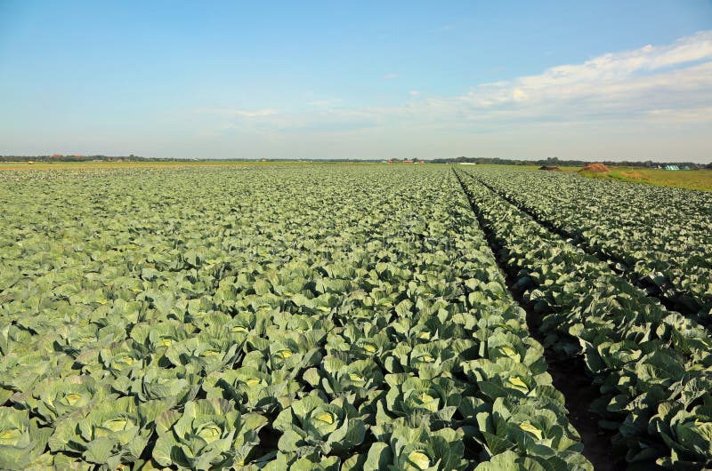 Cabbages in a Wide Field with Sandy Soil in Summer Stock Image - Image ...