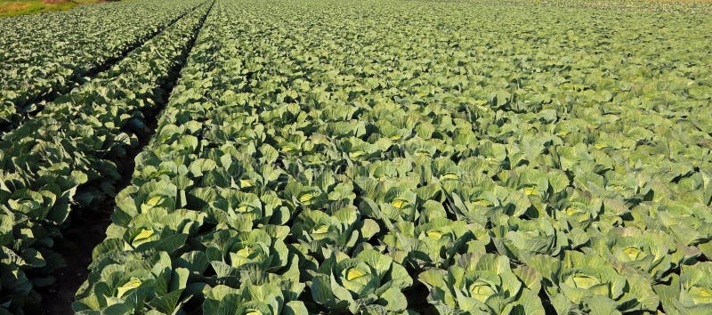 Cabbages in a Wide Field with Sandy Soil Stock Photo - Image of food ...