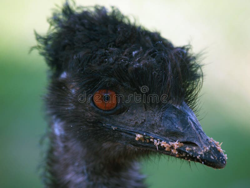 Avestruz do Emu imagem de stock. Imagem de wildlife, escassa - 28436655