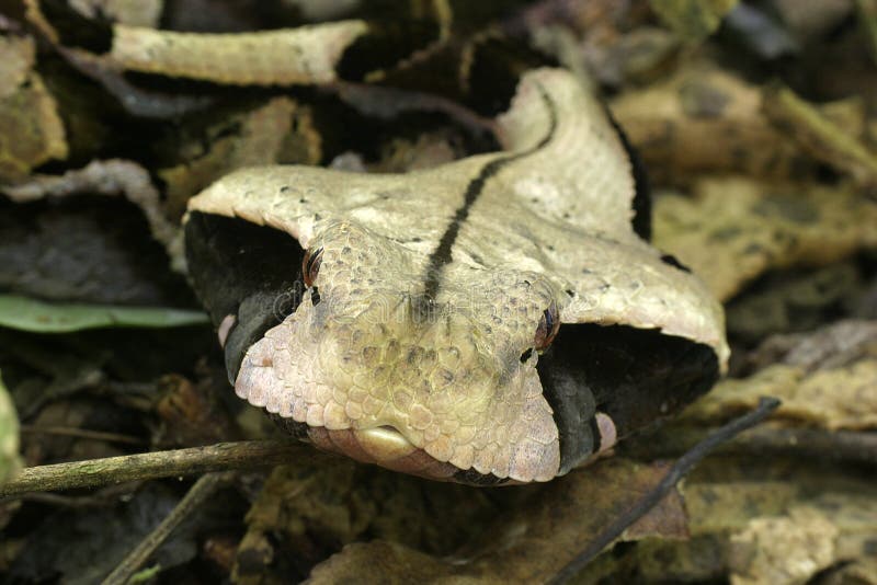 Víbora De Gabon, Bitis Gabonica Imagem de Stock - Imagem de wildlife ...