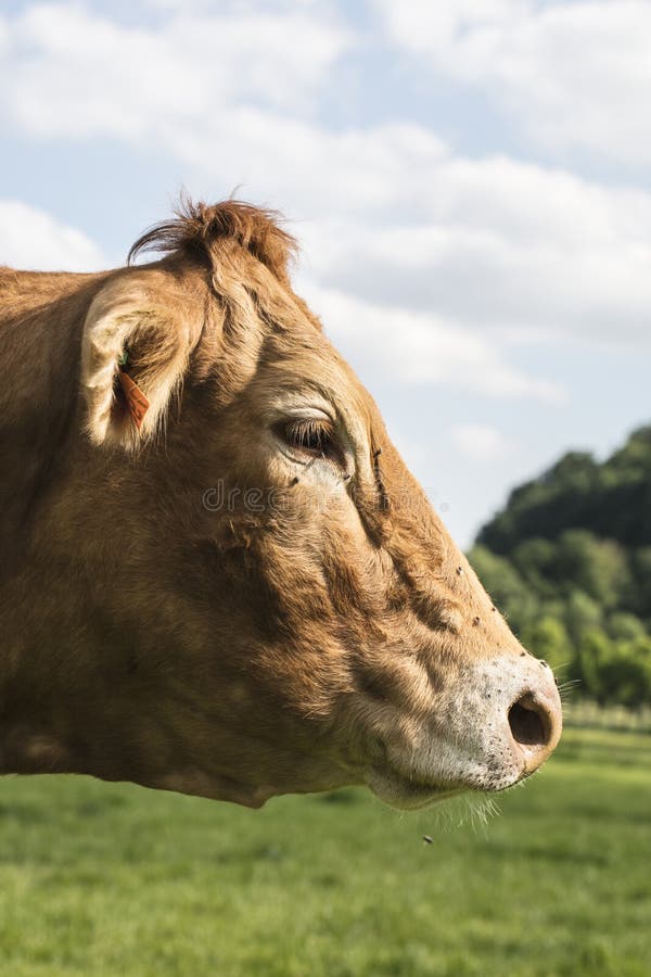 Perfil da vaca foto de stock. Imagem de gado, grama, cultivar - 5096698