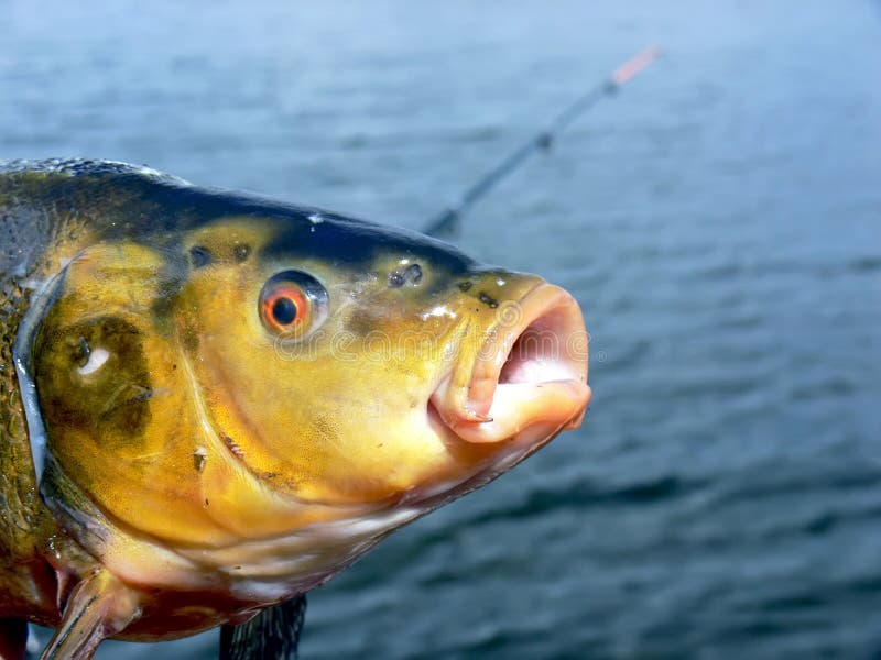 A Carpa, Tenca, Coloriu Os Peixes Que Nadam Livre Foto de Stock ...