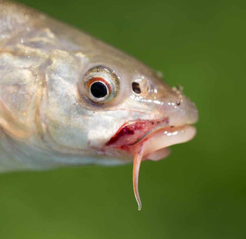 1,687 Fotos de Stock de Peixes Com Um Bigode - Fotos de Stock Gratuitas ...