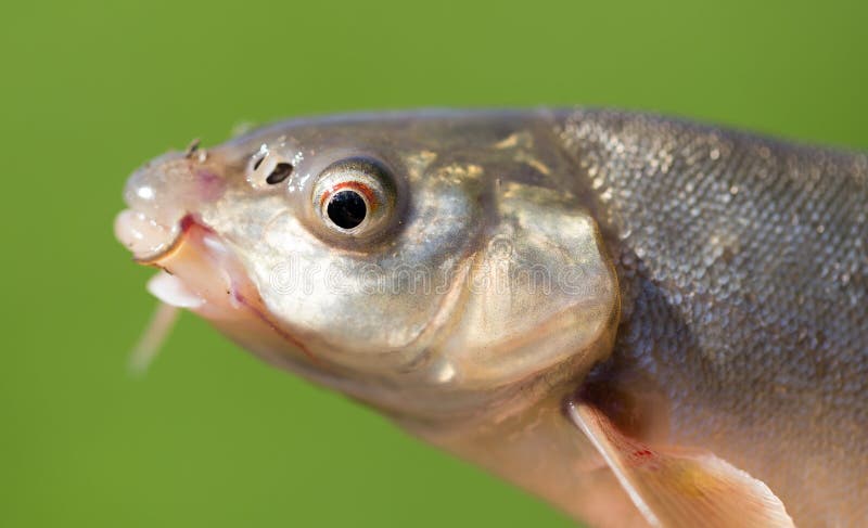 1,687 Fotos de Stock de Peixes Com Um Bigode - Fotos de Stock Gratuitas ...